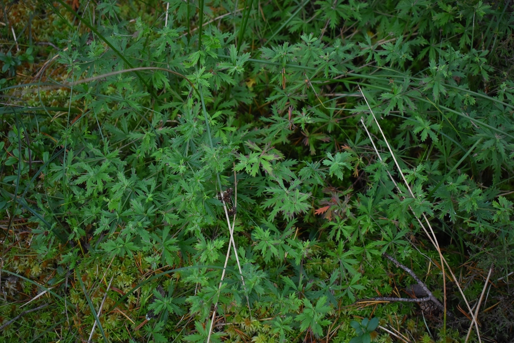 Tormentil from Mar Lodge Estate Linn of Dee National Nature Reserve ...