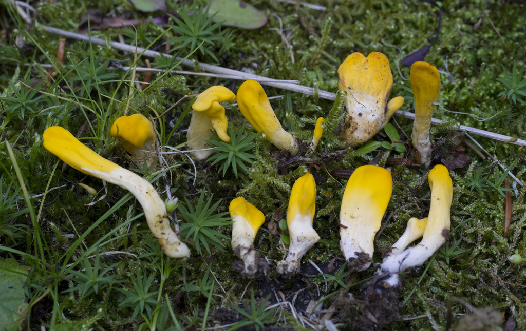Neolecta vitellina (Earthtongues of the World) · iNaturalist