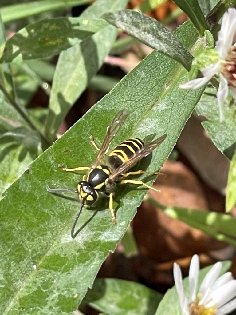 Eastern Yellowjacket in October 2023 by aagrimaldi · iNaturalist