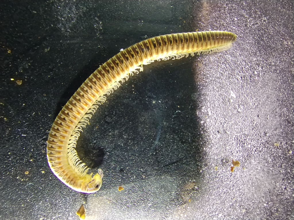 Arvechambus from Nashville, GA 31639, USA on September 26, 2023 by Lance Andrew · iNaturalist