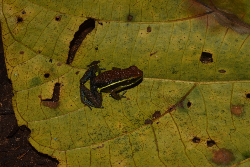 Peru Poison Frog from Ucayali, Perú on June 10, 2023 at 07:06 PM by ...
