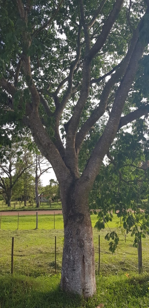 Pacara Earpod Tree from 38 - General Manuel Nicolás Aristóbulo Savio ...