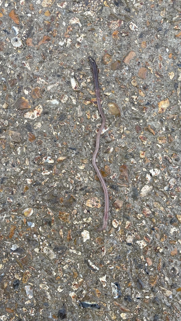 Black-headed Worm from North Wessex Downs AONB, Newbury, England, GB on ...