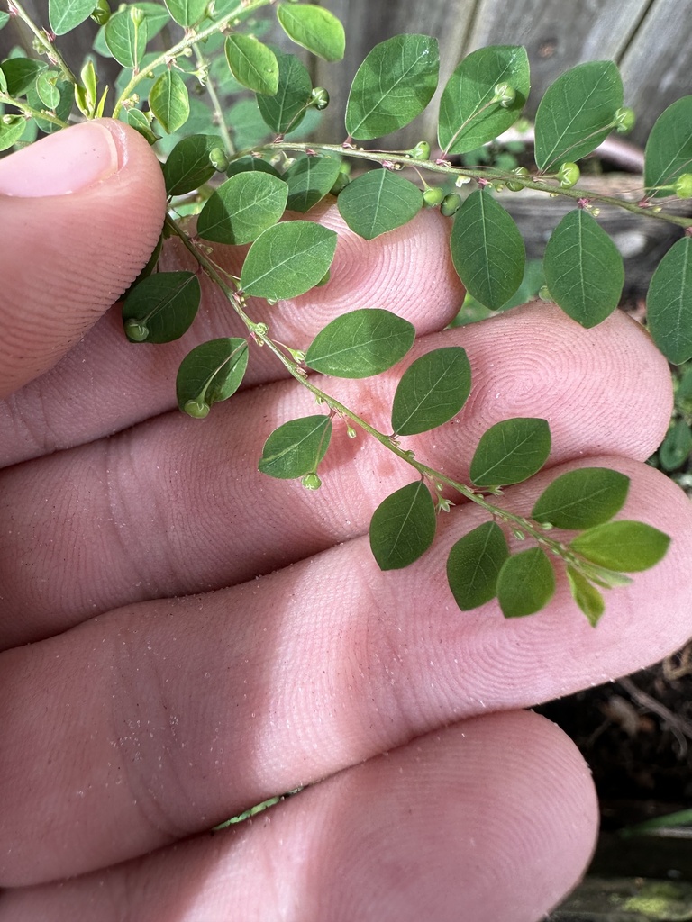 Mascarene Island leaf-flower from Rising Mist Ln, Jacksonville, FL, US ...