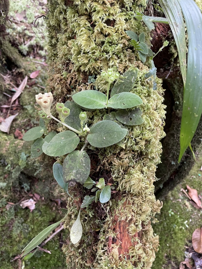 Argostemma solaniflorum from Kinabalu Park, Ranau, Sabah, Malaysia on ...