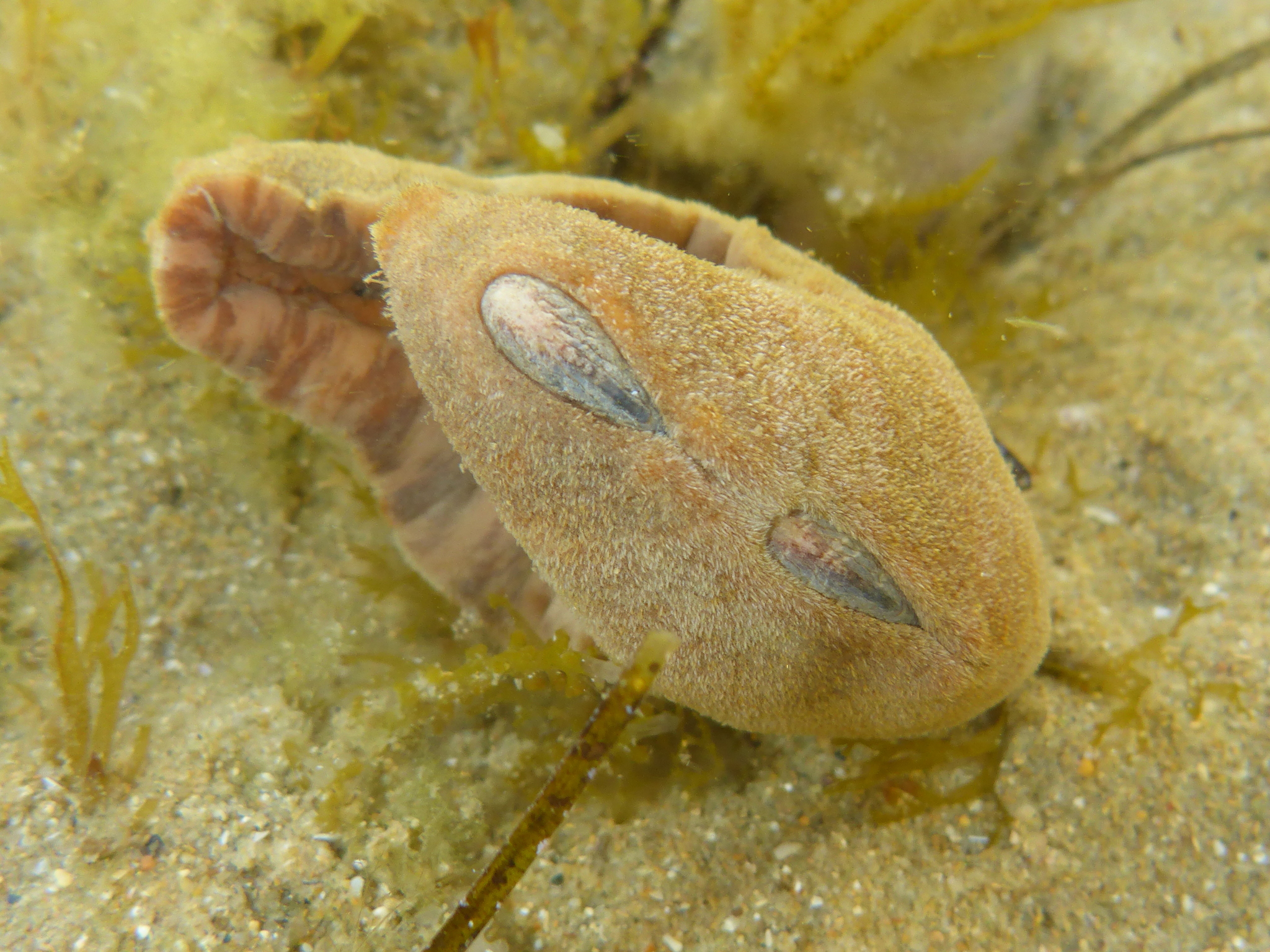 Cryptoplax Blainville, 1818