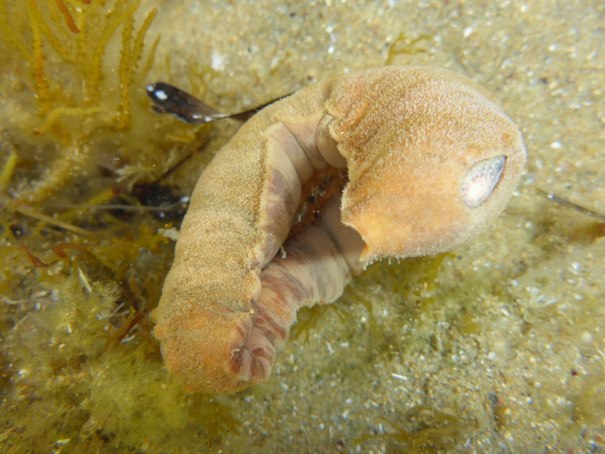 Cryptoplax Blainville, 1818