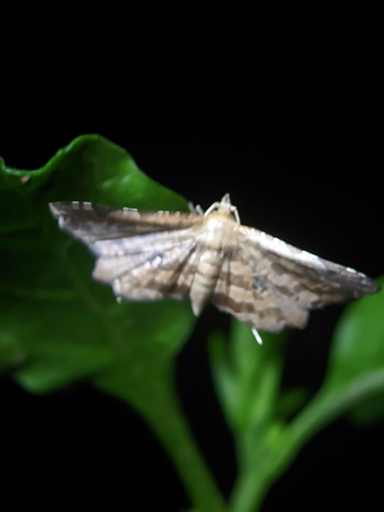 Window-winged Moths from RF52+2X4, Edakkad, Kerala 670663, India on ...