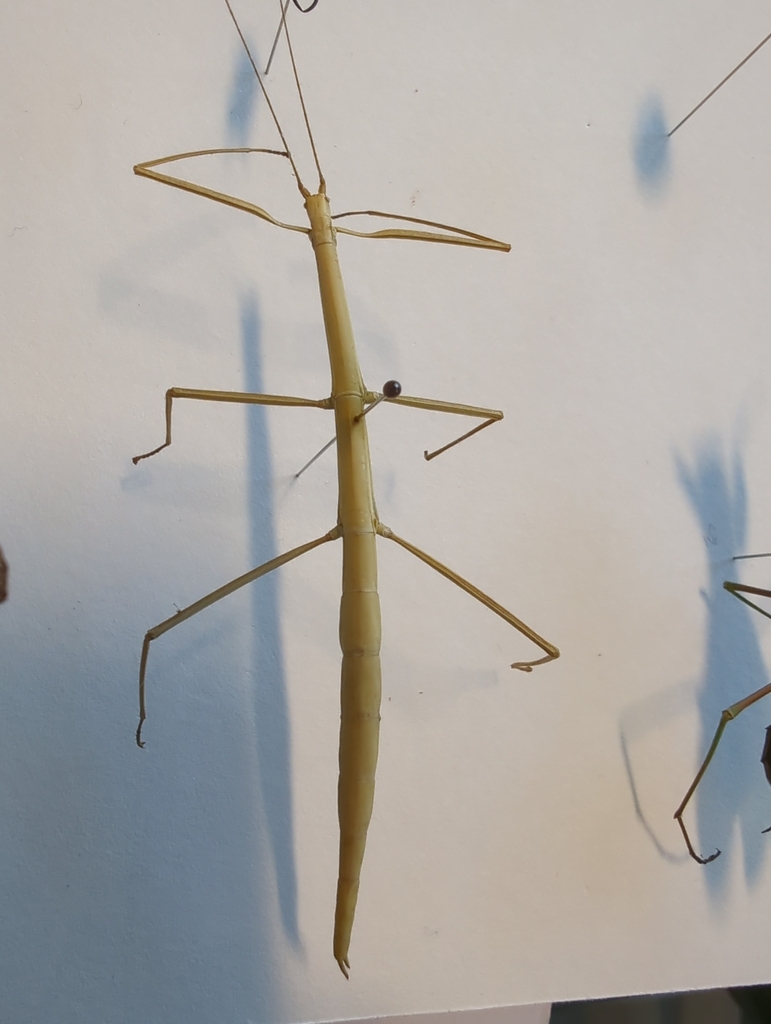 Stick Insects from Gerry, NY, USA on October 13, 2023 at 12:28 PM by ...