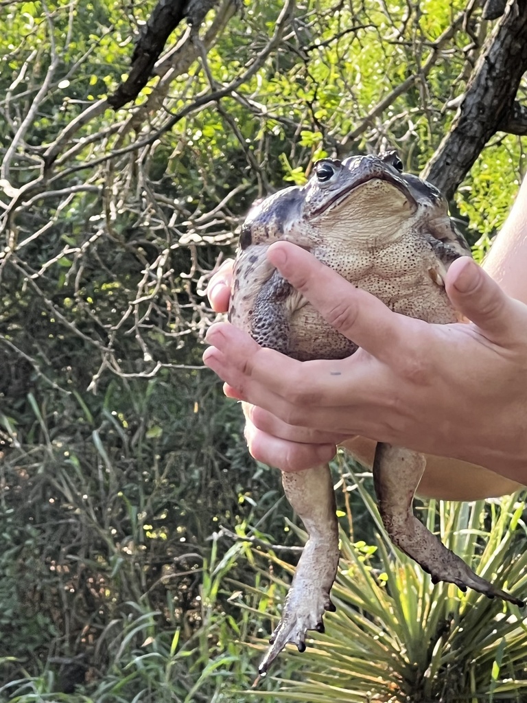 Giant Toad from Old Orchard Rd, McAllen, TX, US on October 13, 2023 at ...