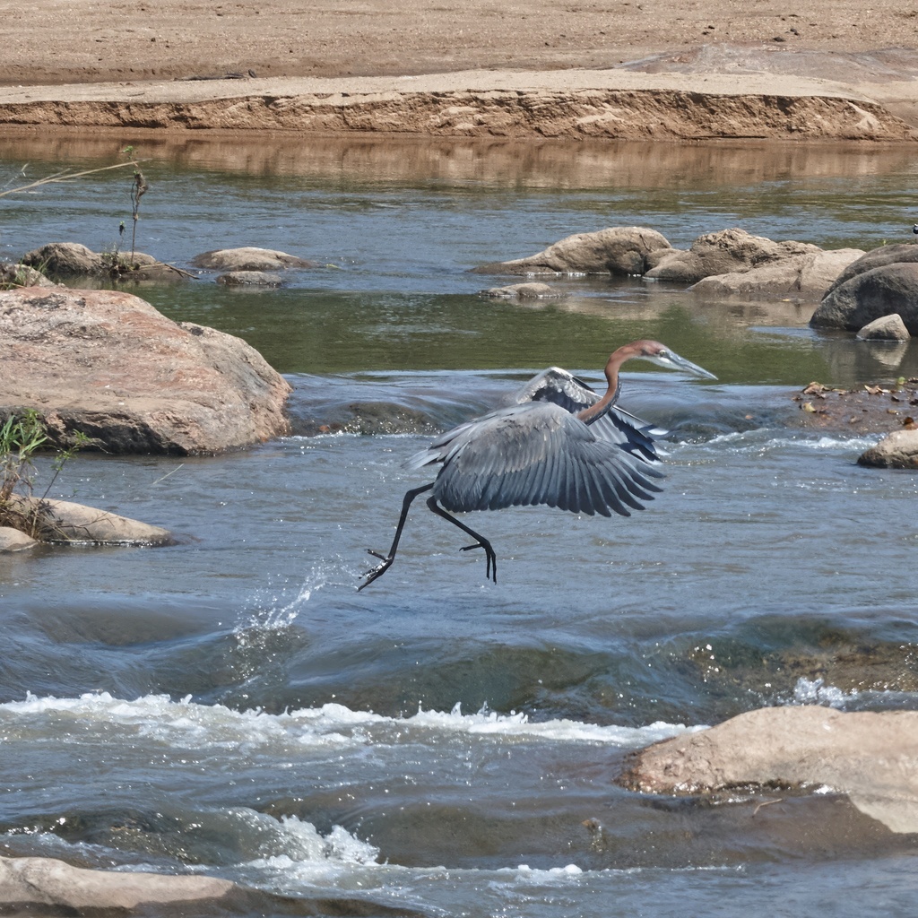 Goliath Heron from Lower Sabie Rest Camp, Kruger National Park, S.A. on ...