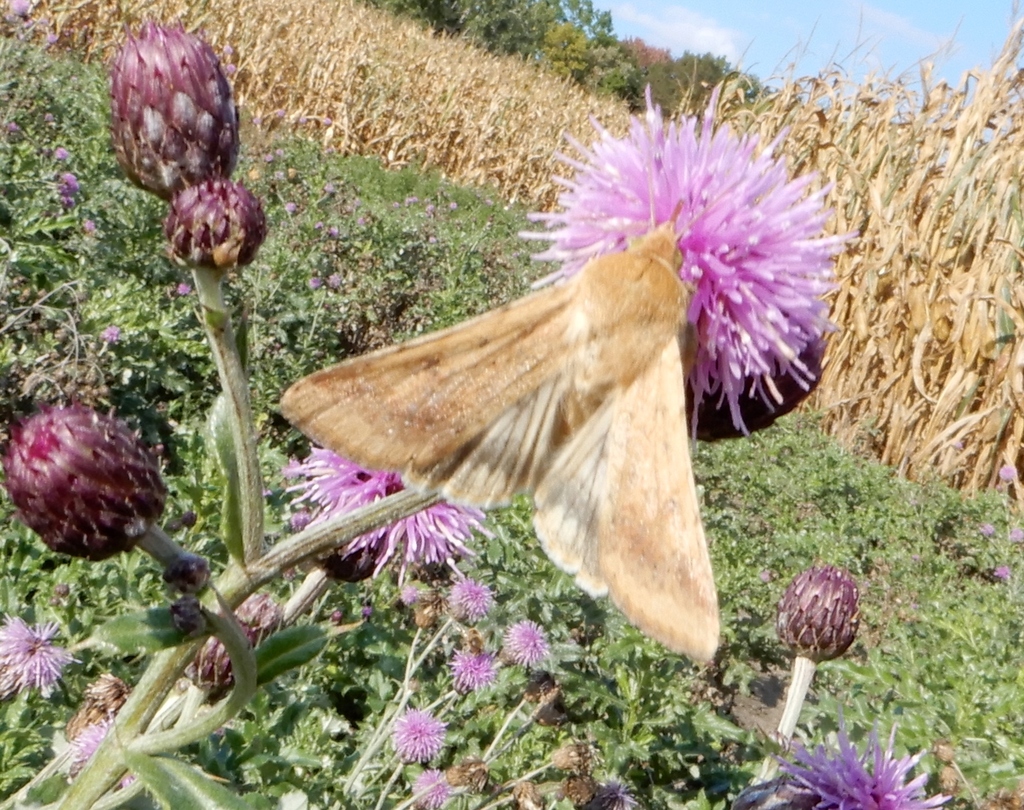 Corn Earworm Moth from Walpole Island, Lambton County, ON N0P, Canada ...