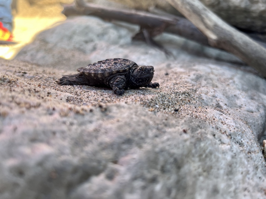Common Snapping Turtle from Lake Huron, Bluewater, ON, CA on October 13 ...