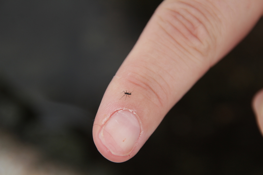 Antarctic Midge from Neko Harbor, Antarctica on February 14, 2023 at 01 ...