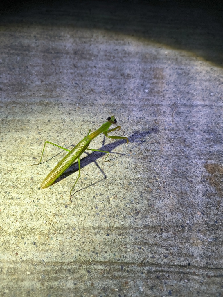 Chinese Mantis from 中国北京市海淀区 on August 28, 2023 at 09:13 PM by E ...