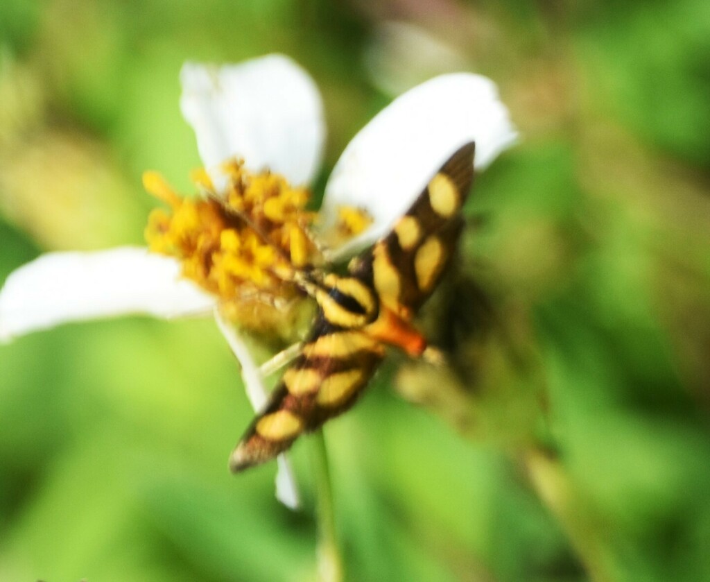 Orange-spotted Flower Moth from Polk County, FL, USA on October 13 ...