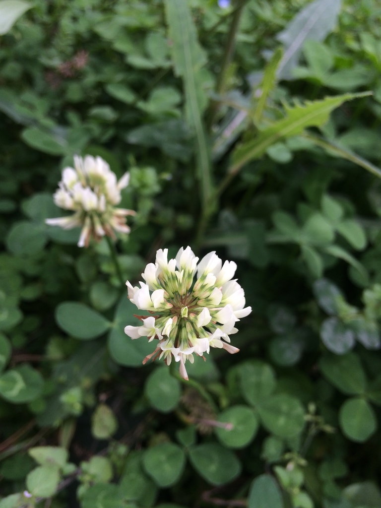 white clover from 176062, Palampur, Himachal Pradesh, IN on March 13 ...