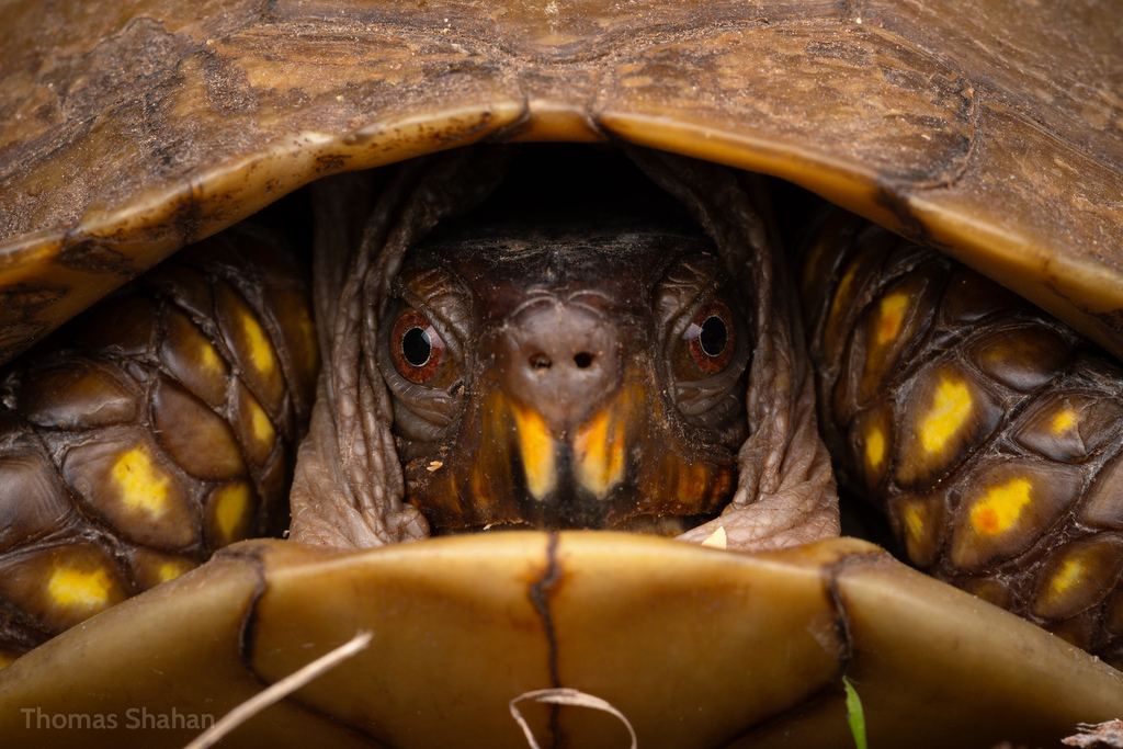 Three-toed Box Turtle in October 2023 by Thomas Shahan · iNaturalist