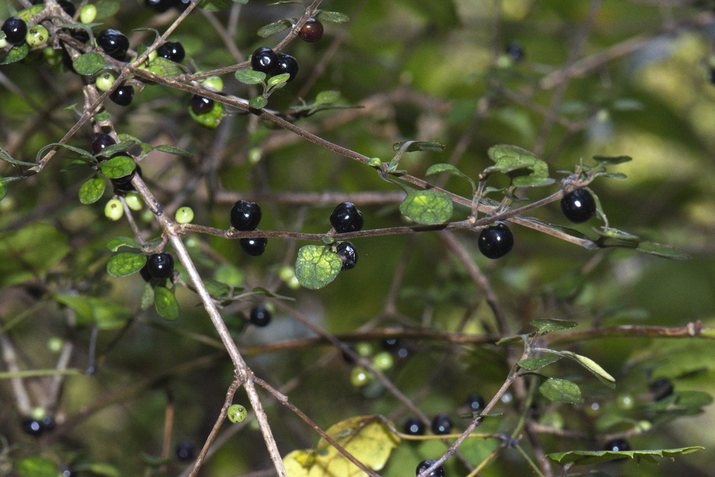Hukihuki from Western Lake Reserve, New Zealand on March 11, 2019 at 03 ...