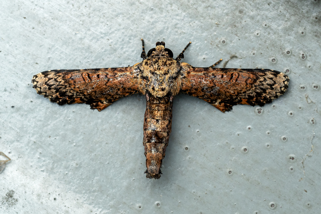 Anuga in October 2023 by MSOne · iNaturalist