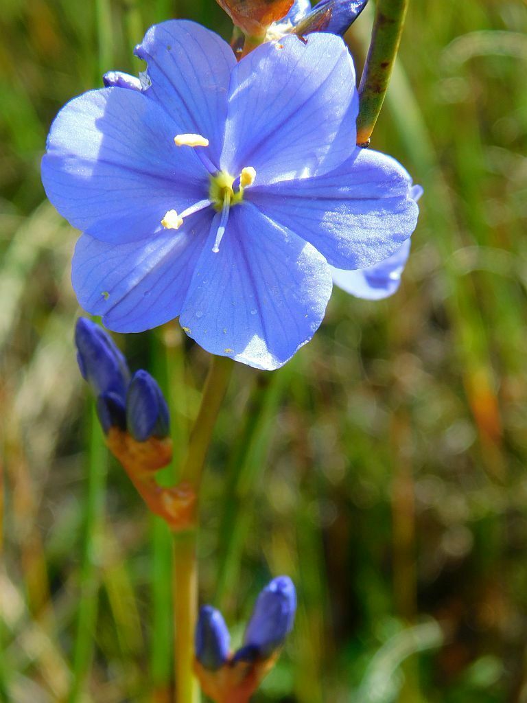 Blue Brilliant from Chicken Rock Greyton, 7233, South Africa on October ...