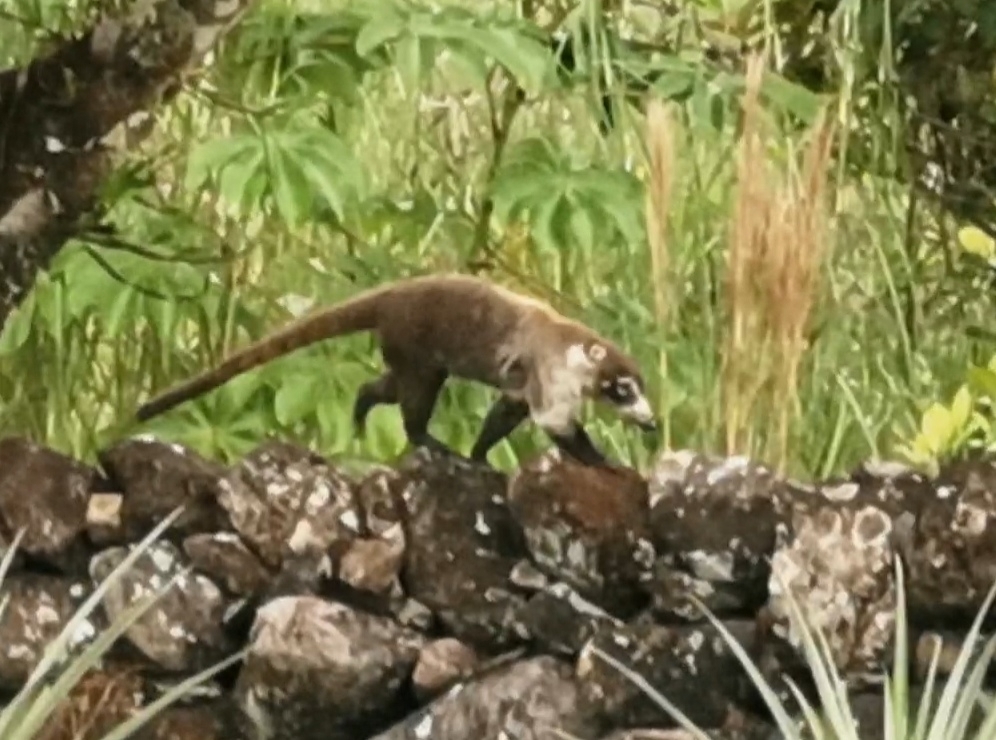 White-nosed Coati from Alto Boquete, Panama on October 13, 2023 at 01: ...