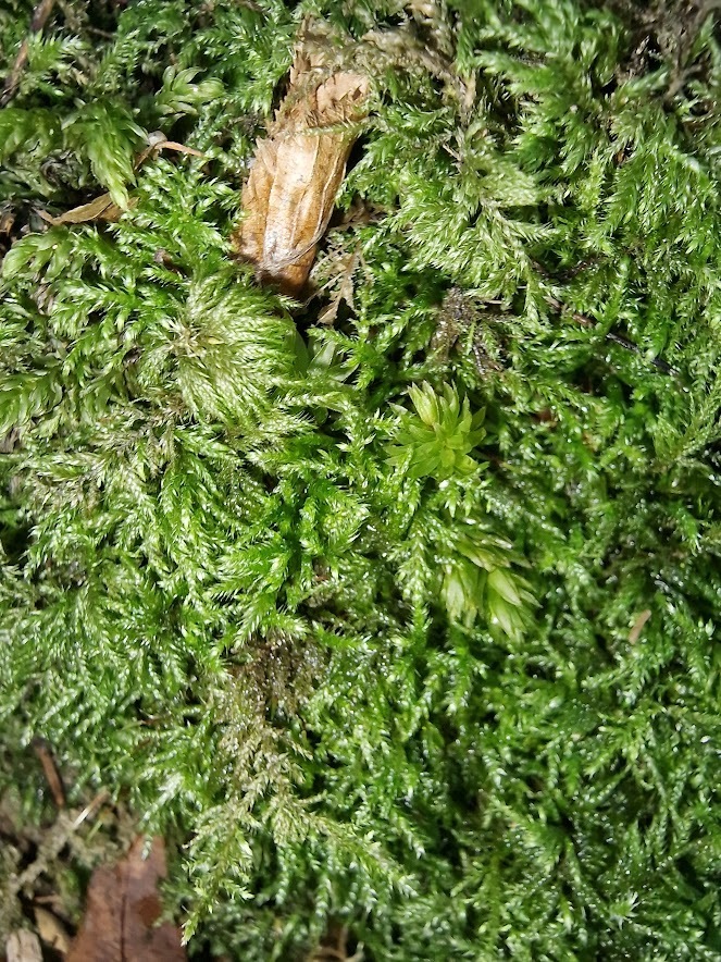 Fox-tail Feather-moss from SE corner of Furnace Wood, Heron's Ghyll ...