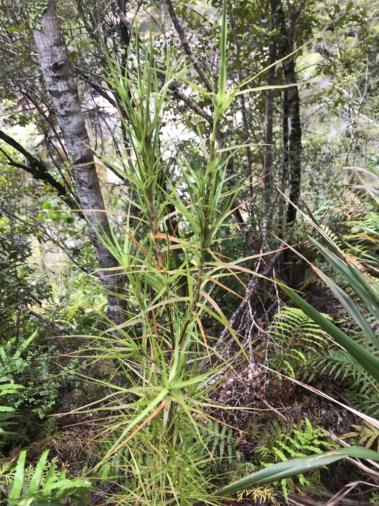 Inaka from Stockton 7891, New Zealand on December 31, 2018 at 05:55 PM ...