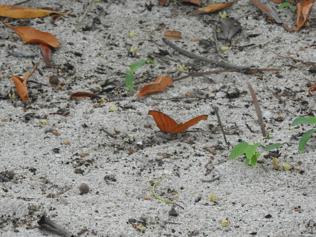 Ruddy Daggerwing from Punta Xen, 24410 Camp. on July 19, 2023 at 12:09 ...