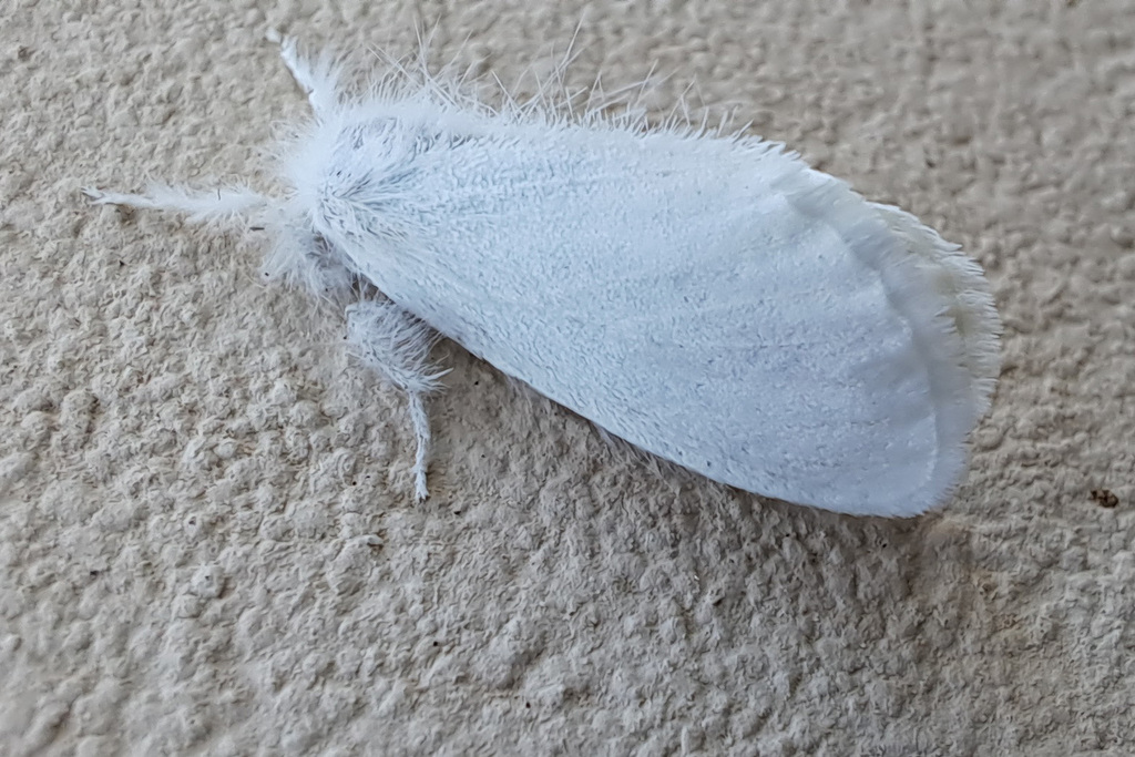 Swan Moth from 2710 Sintra, Portugal on October 10, 2023 at 09:11 AM by ...