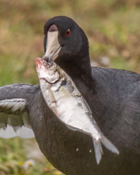 American Gizzard Shad from 8000 E Mockingbird Ln, Dallas, TX 75218, USA ...