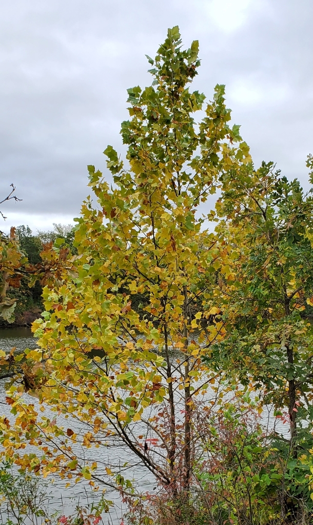 American sycamore from Gilman, KS, USA on October 13, 2023 at 11:16 AM ...