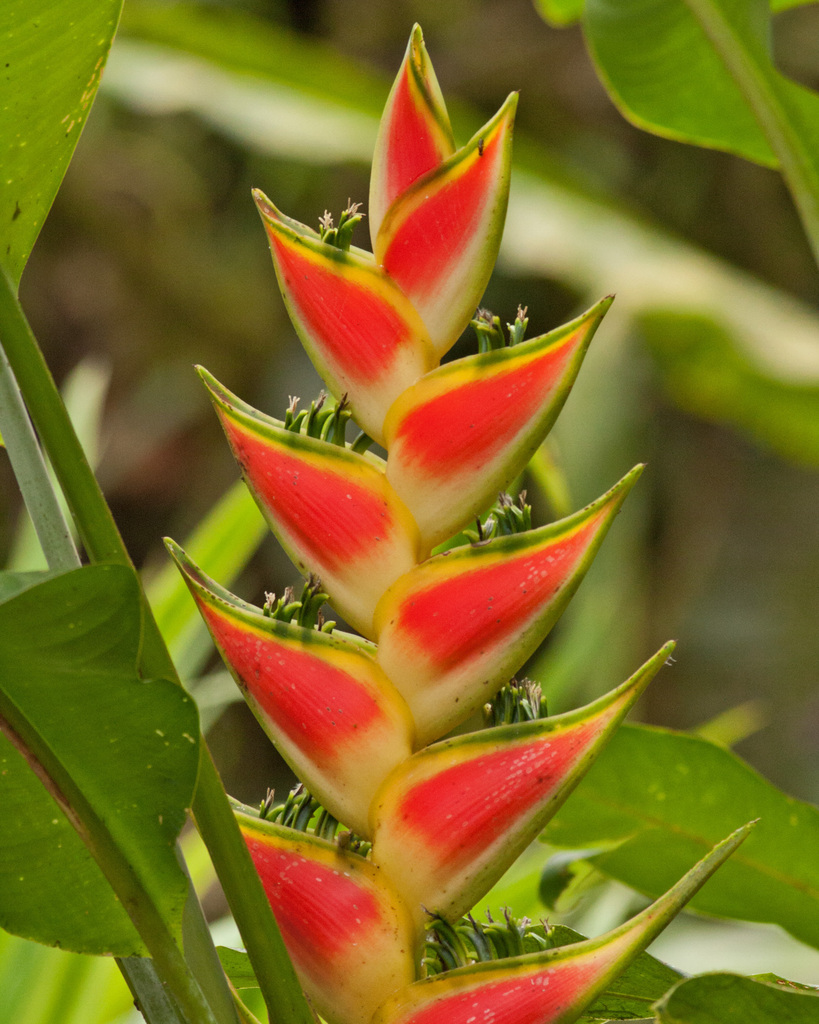 Platanillo (flora) · iNaturalist