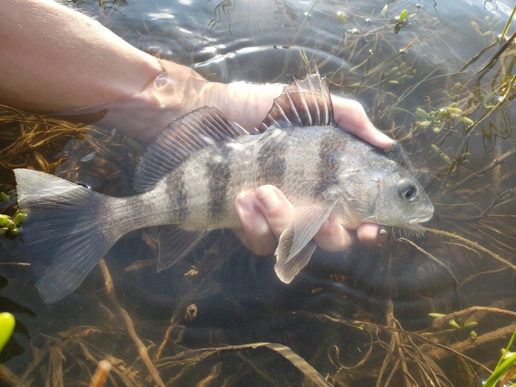 Black Drum (Pogonias cromis) - Marine Life Identification