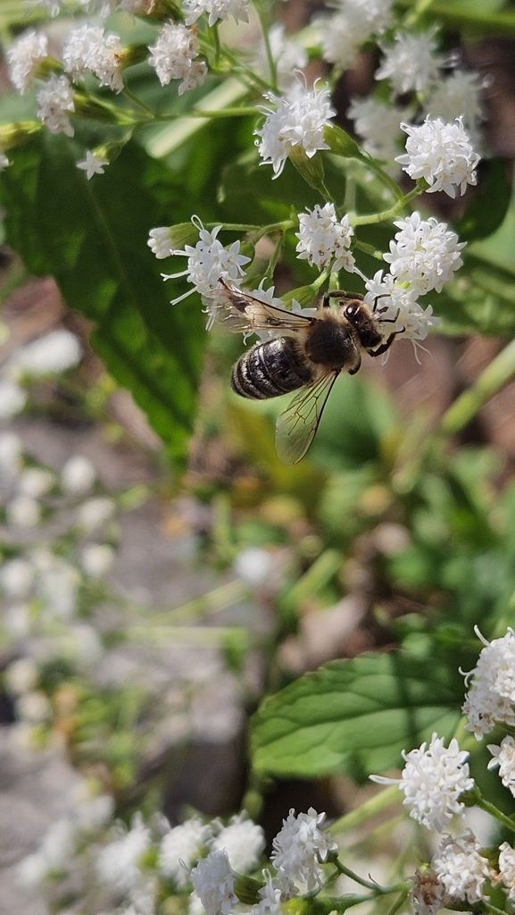 Western Honey Bee from Belknap, Louisville, KY 40205, USA on October 13 ...