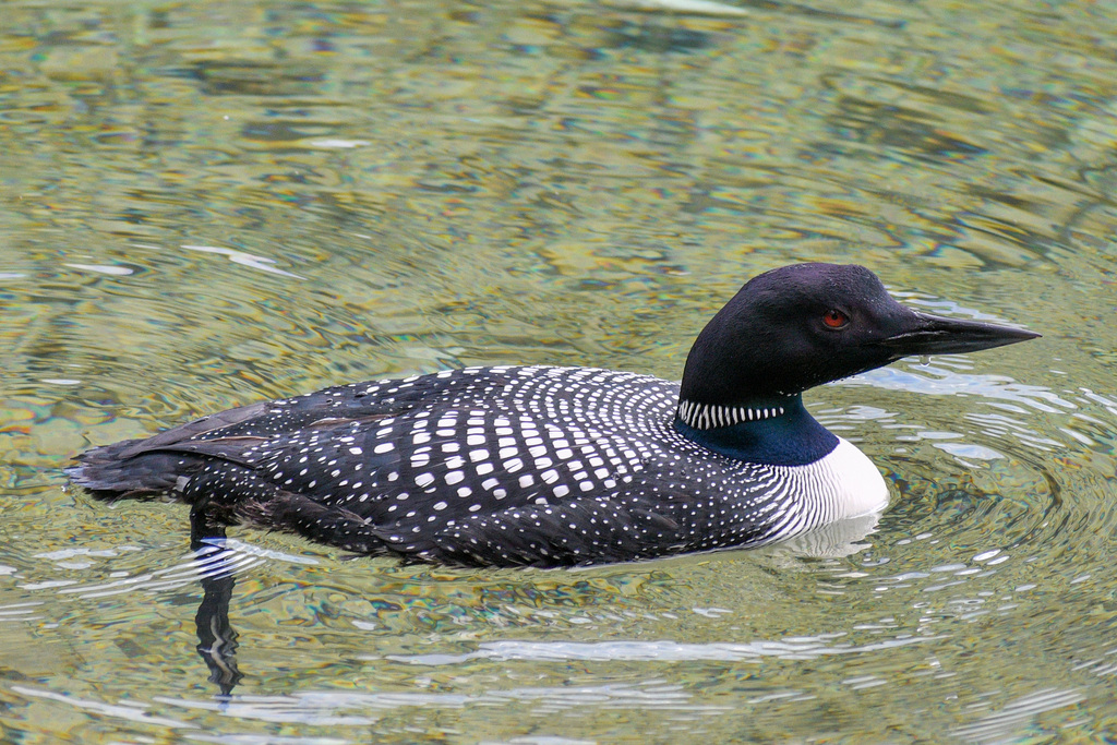 Common Loon from Squamish-Lillooet, BC, Canada on June 26, 2023 at 04: ...
