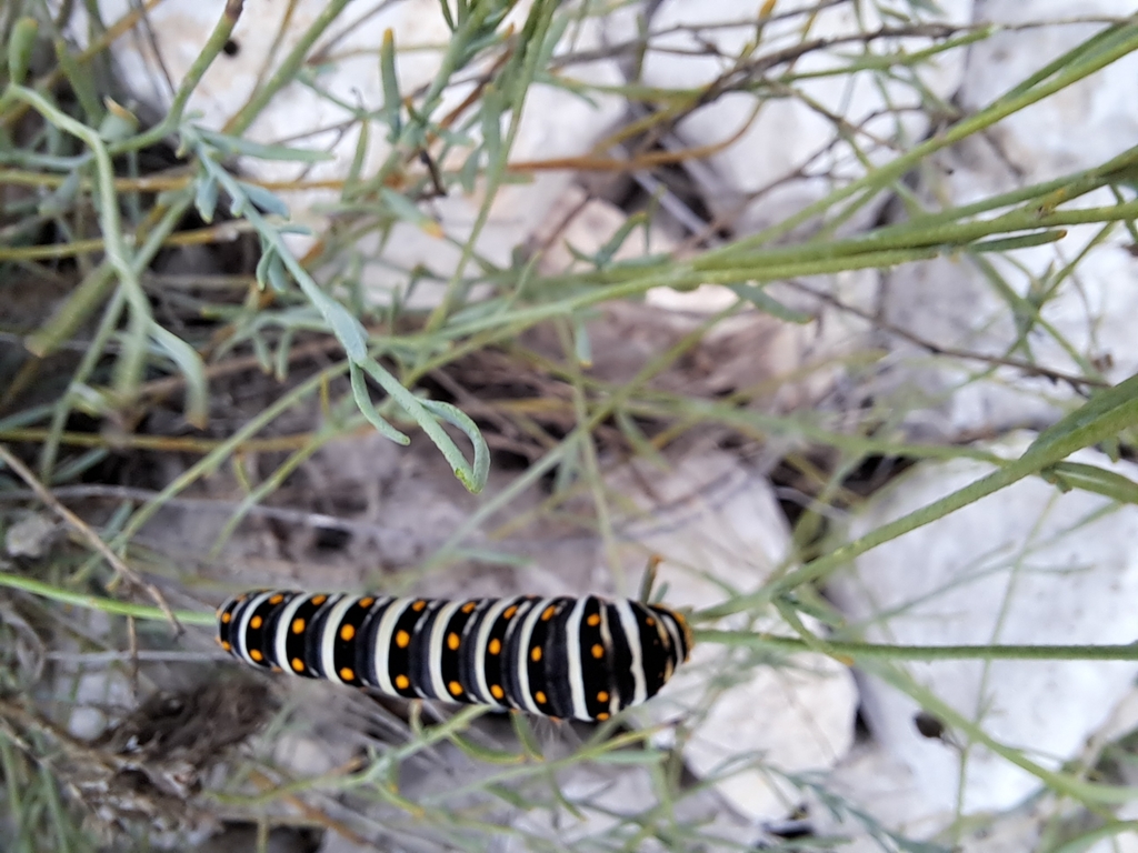 Black Swallowtail from Junction, TX 76849, USA on October 13, 2023 at ...
