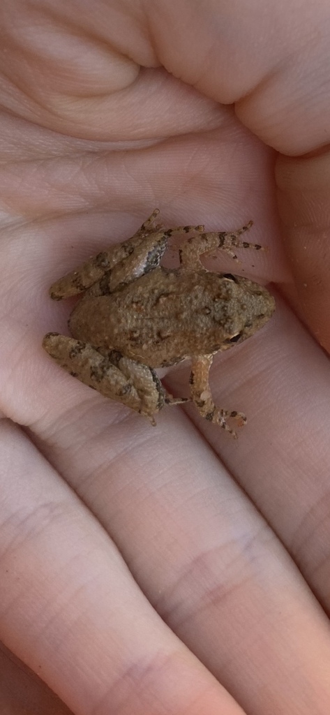 Northern Cricket Frog from Beaverdam, VA, US on October 13, 2023 at 01: ...