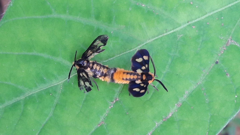 Ceryx from 793J+RH4, Natitinqou, Bénin on August 18, 2023 at 05:36 PM ...