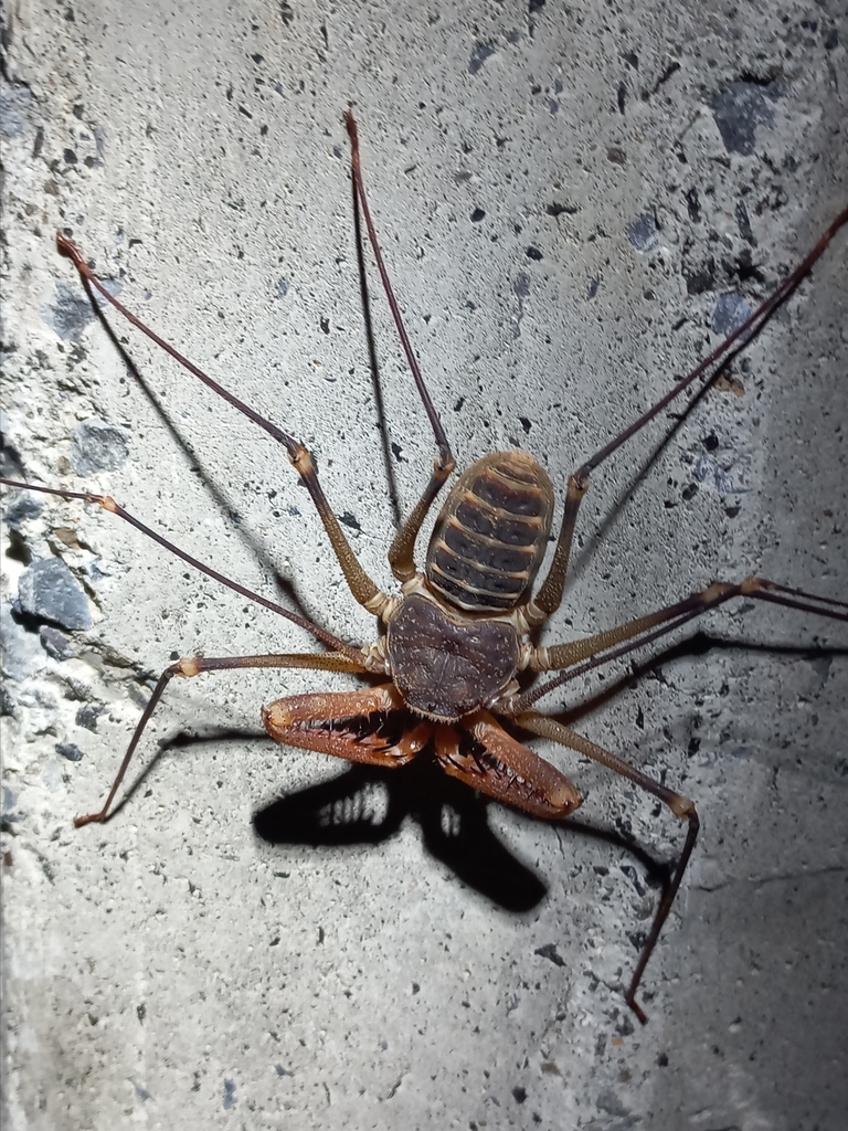 Acanthophrynus coronatus from FXX4+RF, 48894 Careyes, Jal., México on ...
