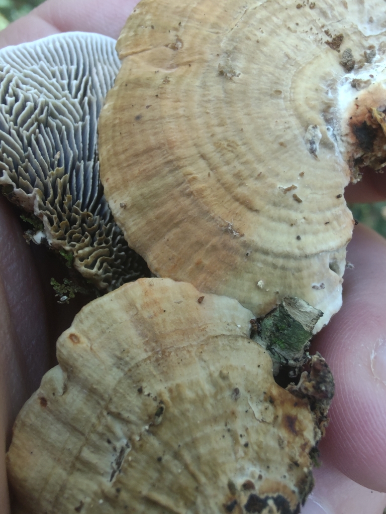 Thin-walled Maze Polypore from Big Stone Gap, VA 24219, USA on October ...