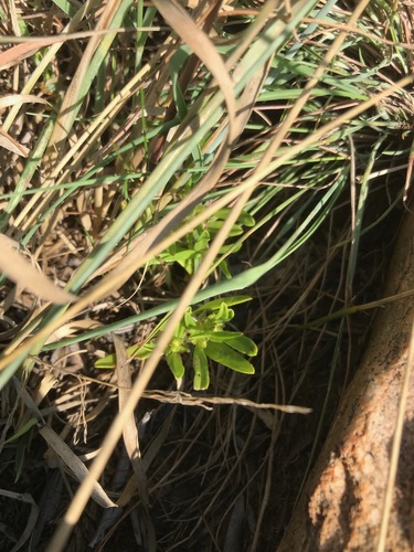 Subspecies Limeum viscosum viscosum · iNaturalist