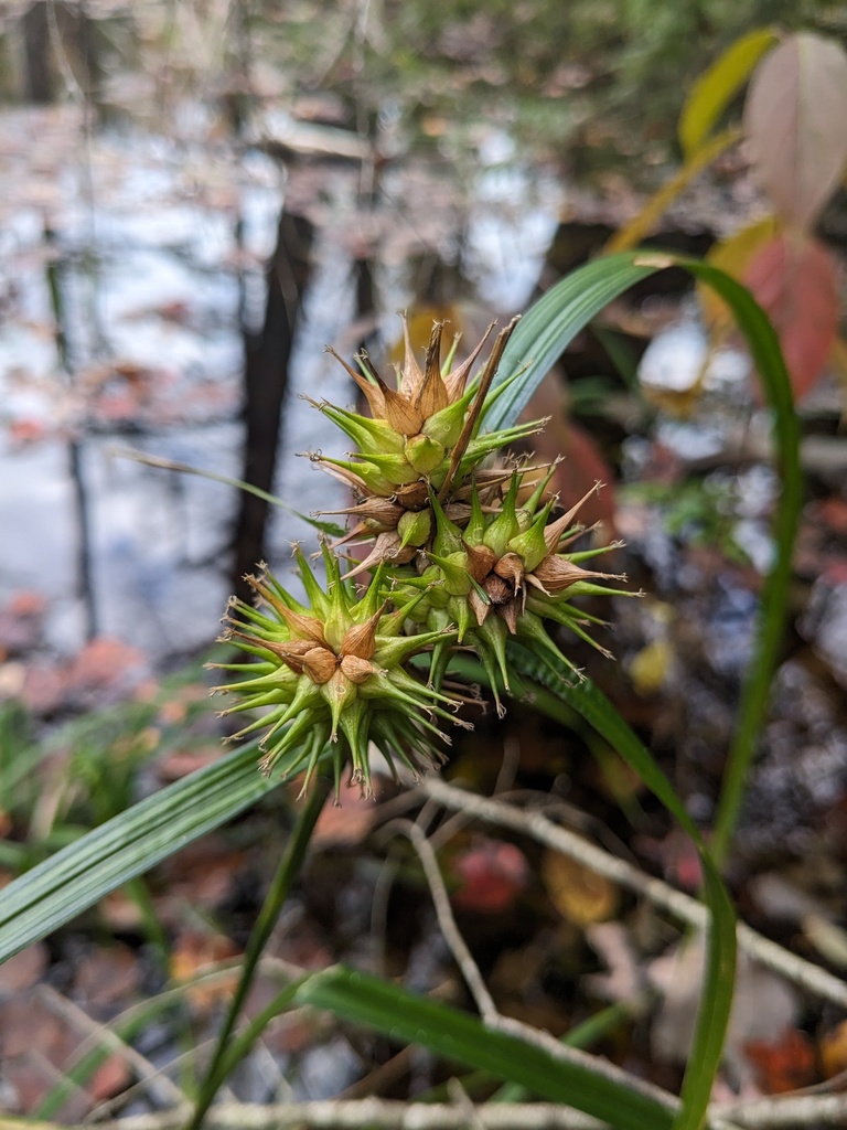 hop sedge from Windsor, NH 03244, USA on October 12, 2023 at 03:08 PM ...