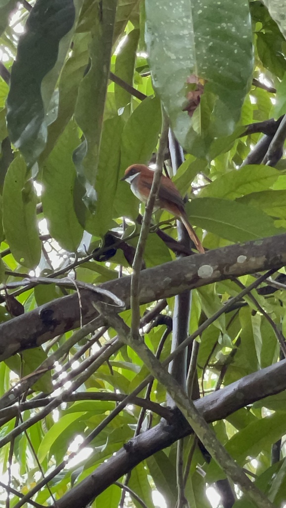 Palau Fantail from Ngerekebesang, Palau, PW on October 14, 2023 at 05: ...