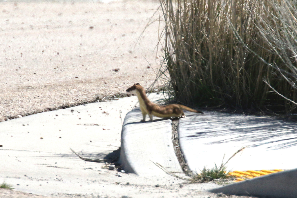 Long-tailed Weasel from Bear River Migratory Bird Refuge, Box Elder ...