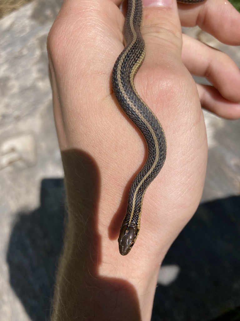 Butler's Garter Snake in May 2022 by zlang8 · iNaturalist