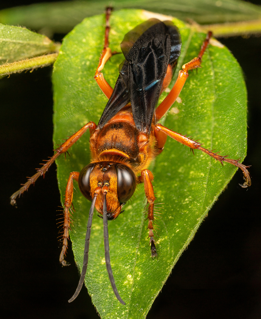 Sphex sericeus (Hymenoptera (ants, bees and wasps) of the Chagos ...
