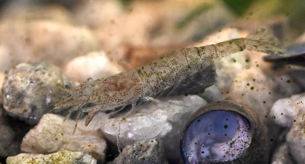 Sand Shrimp from Scarborough, ME, USA on October 13, 2023 at 03:26 PM ...