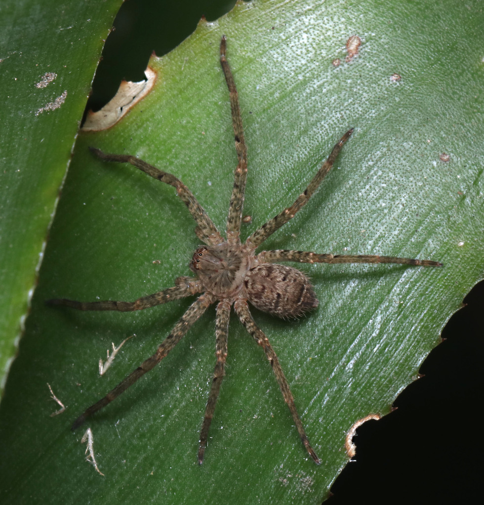 Giant Huntsman Spiders in September 2023 by juliegraham173 · iNaturalist