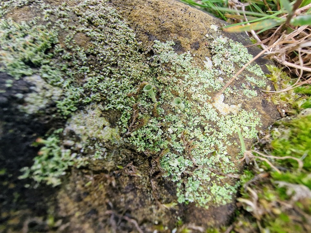 Stubby-stalked Cladonia from Sandstone Rooks between Hendall Manor Farm ...